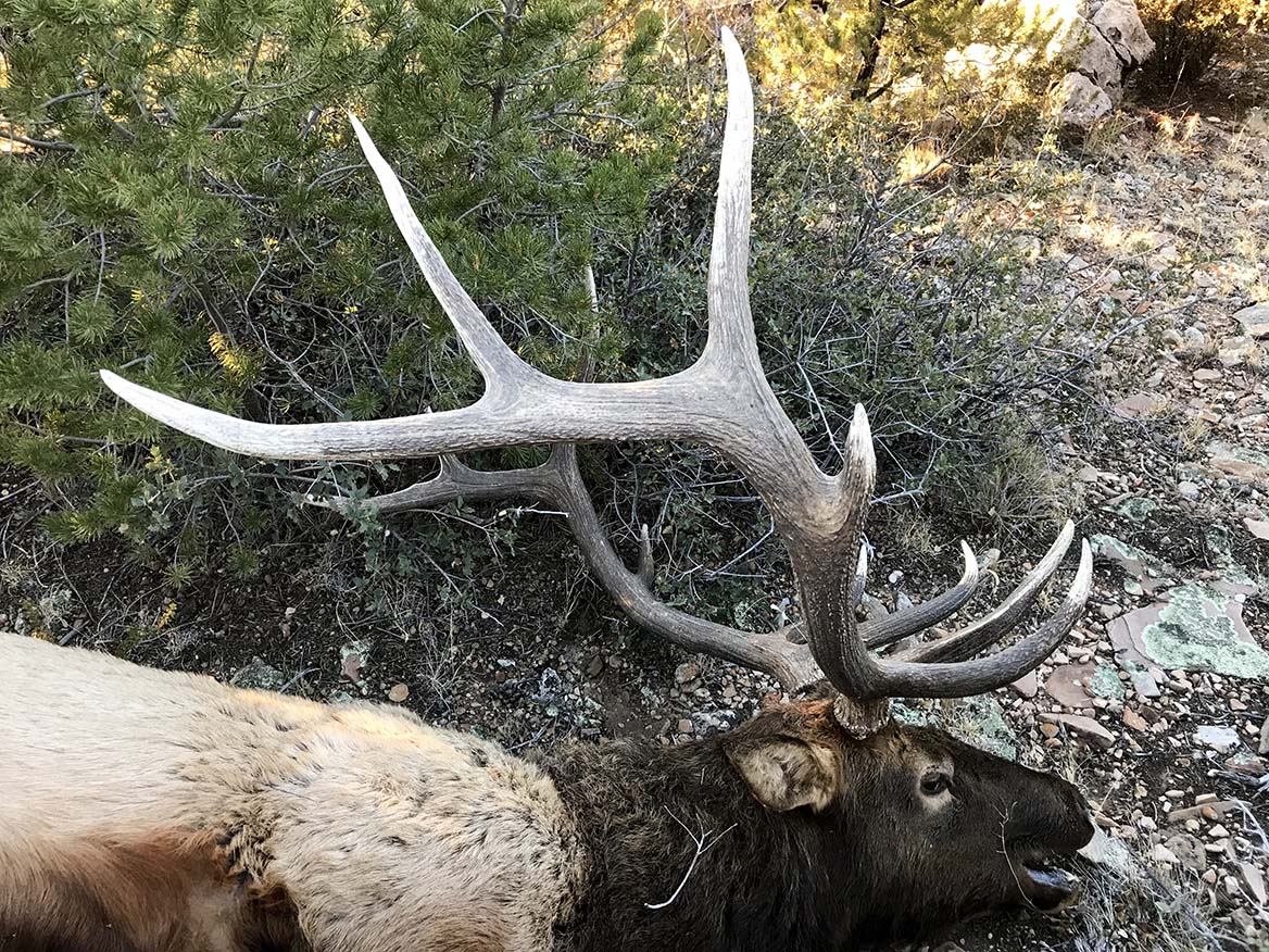 Arizona Custom Hunts – You've waited a lifetime for your hunt with ...